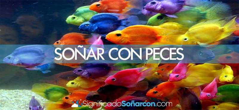 Significado de soñar con peces || No creerás todos los significados ⭐🌙