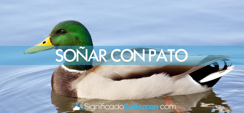 Significado de soñar con patos || Todas las interpretaciones